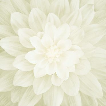 Shop Dream Big Panels