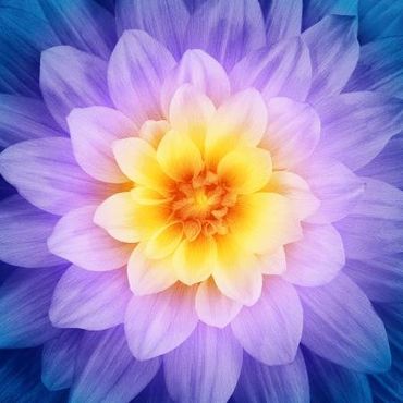 Shop Dream Big Panels