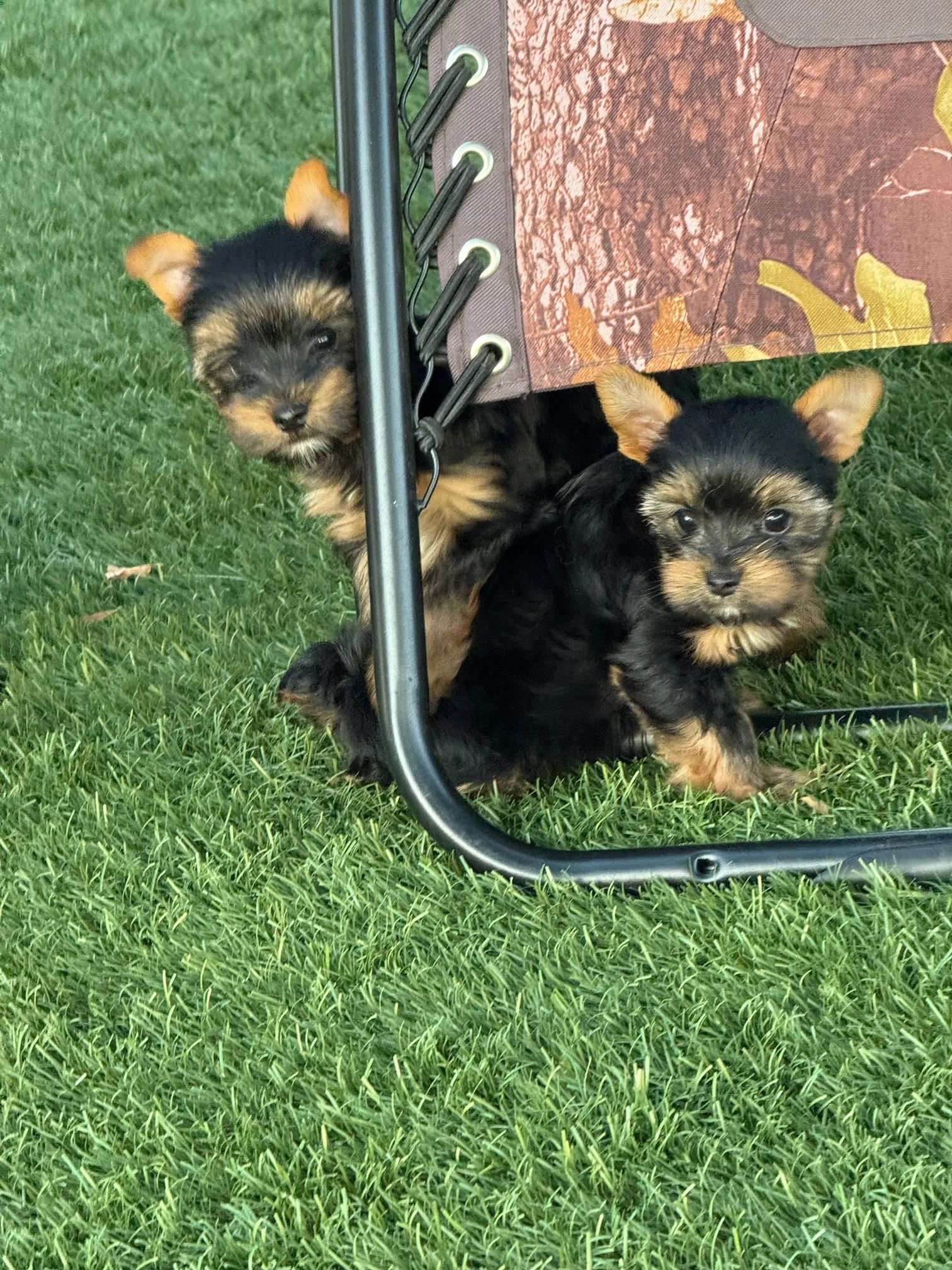 AVAIL Parti Color Puppies