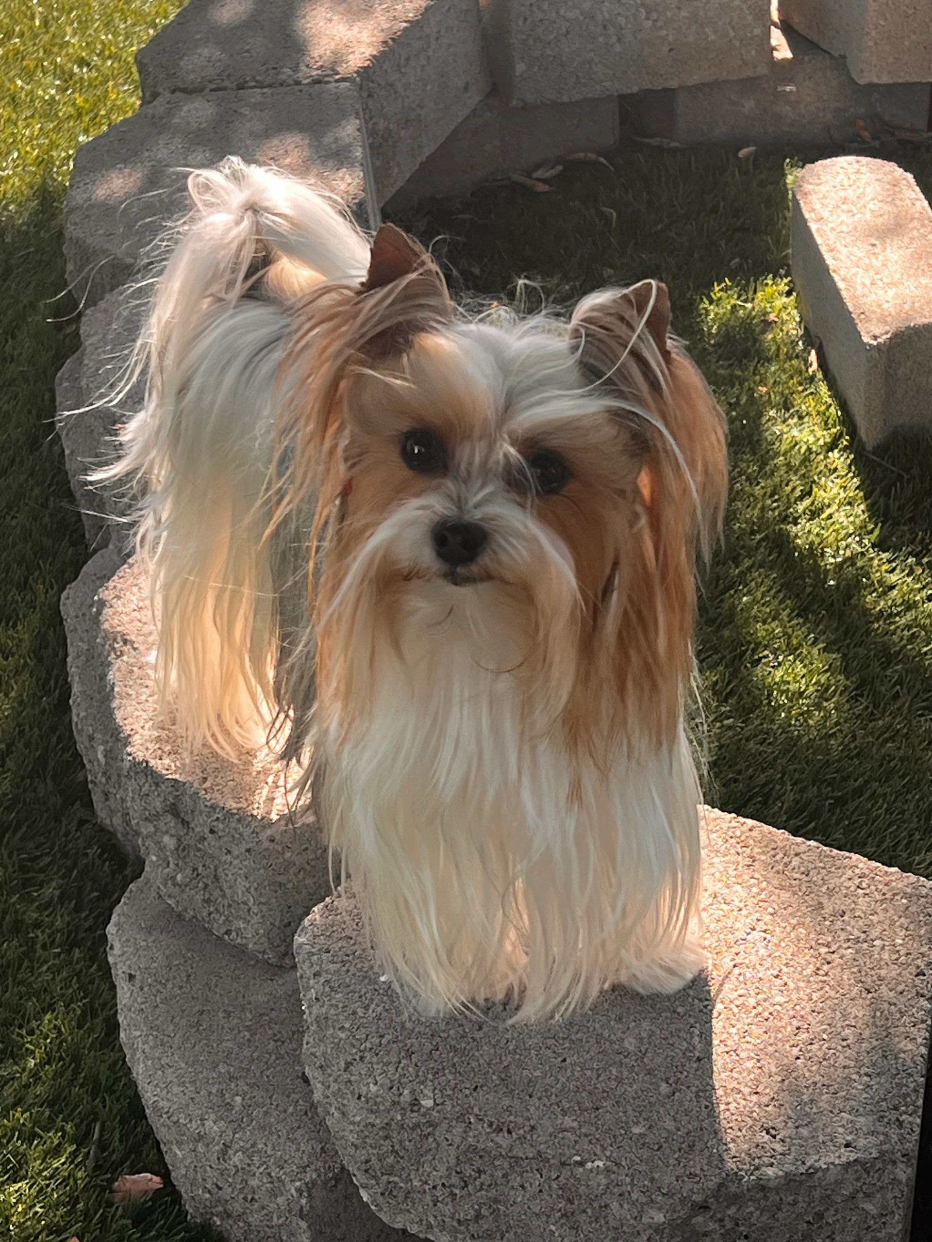 Parti Yorkie Puppies for Sale | Yorkshire Terrier Breeder