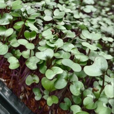 From our Garden - Fresh, Organic Microgreens.