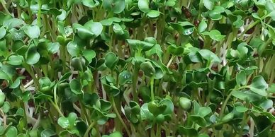 From our Garden - Fresh, Organic Microgreens.