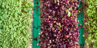 From our Garden - Fresh, Organic Microgreens.