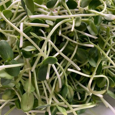 From our Garden - Fresh, Organic Microgreens.