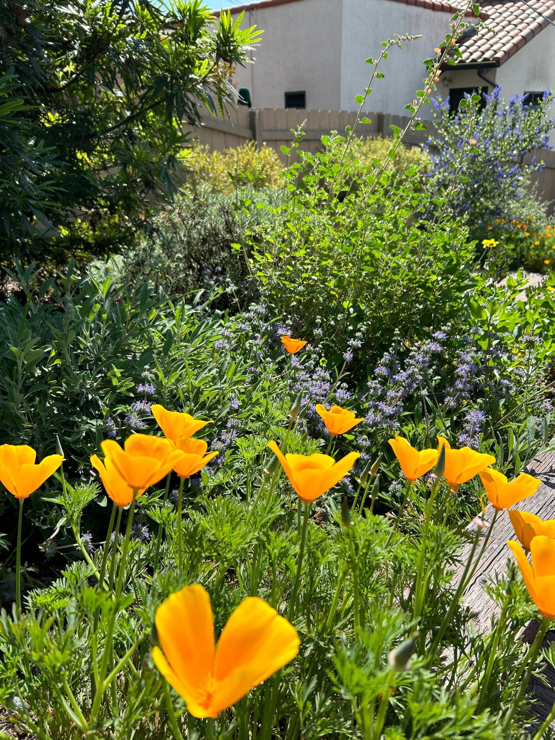 California Native Gardens - Nativo Landscape Design