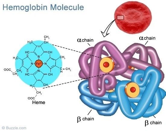 A1c: The Molecular Breakdown