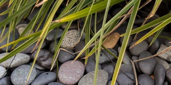 Arctic Aggregates - Mexican Beach Pebbles, Landscape Rocks