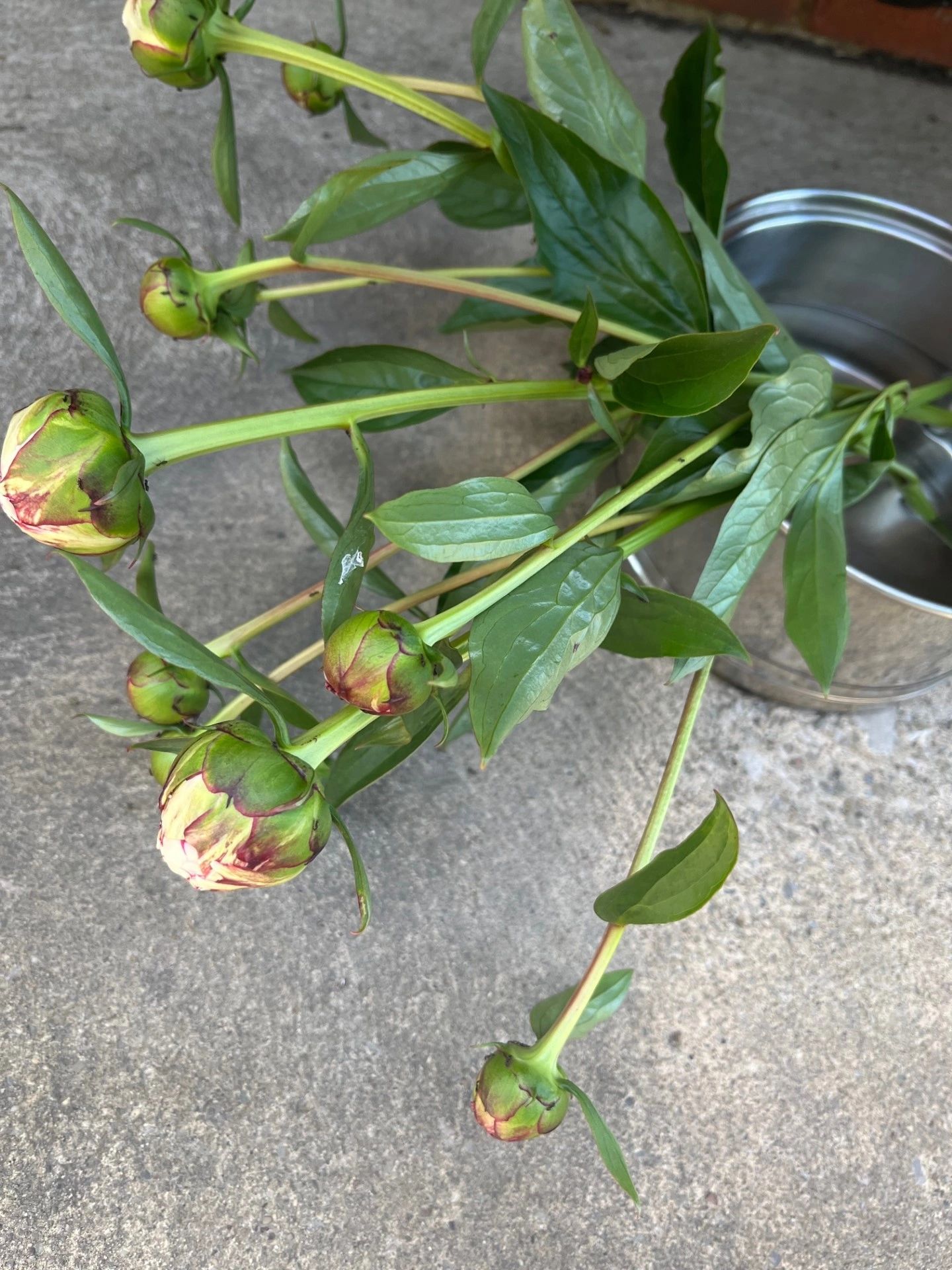 When And How To Cut Peonies at Lawrence Henry blog