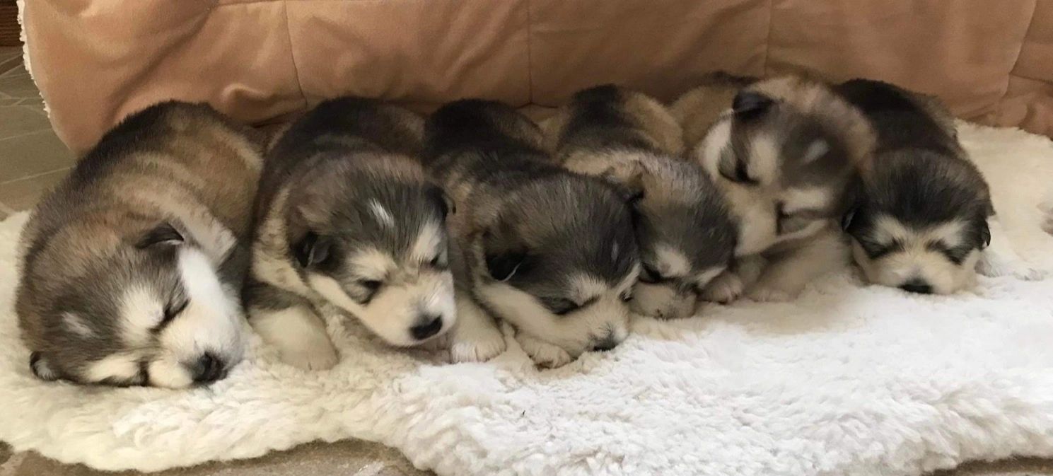 Puppies/Available