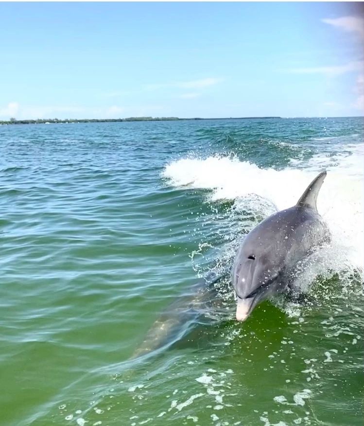 Dancing Dolphin - Captiva Island