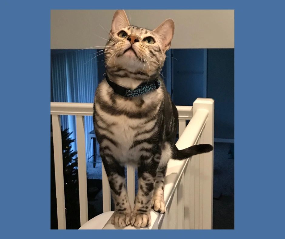 Understanding Frenetic Random Activity Periods (FRAP) in Cats