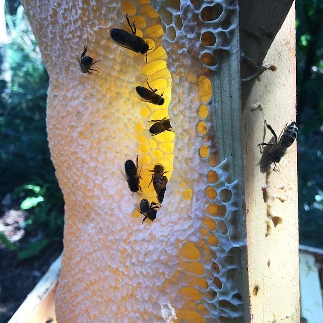 Up Your Game with Propolis