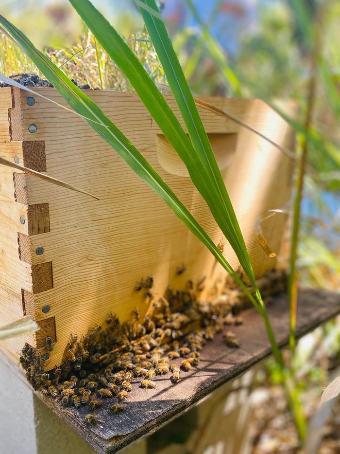 Walk-away splits - A regenerative way to grow the honeybee apiary