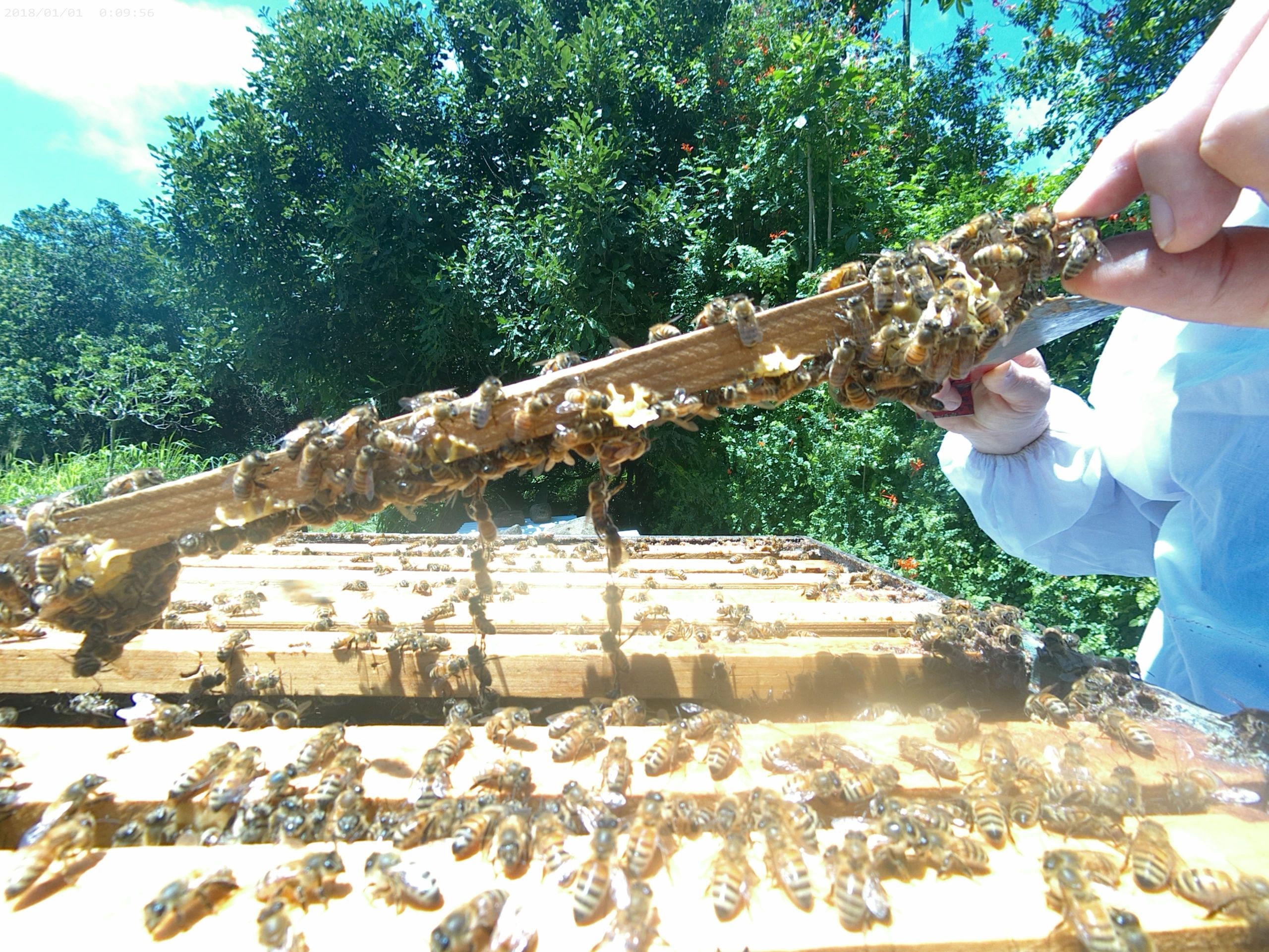 The Top Bar Method in Traditional Langstroth Hives