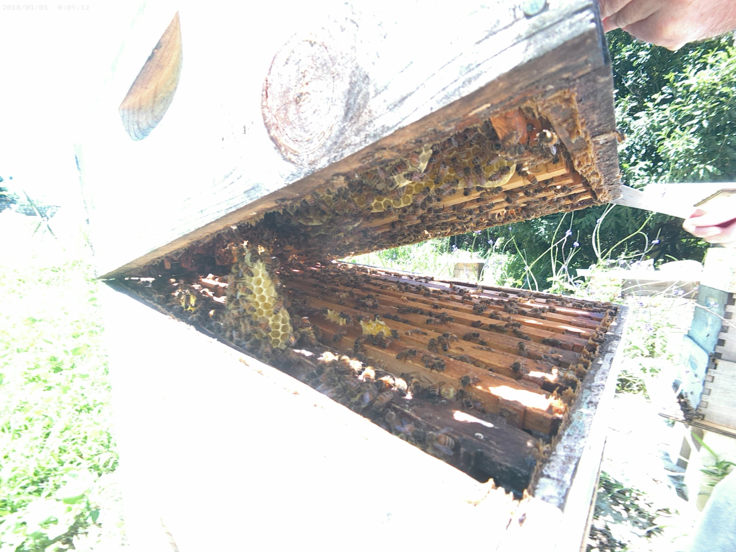 Walk-away splits - A regenerative way to grow the honeybee apiary