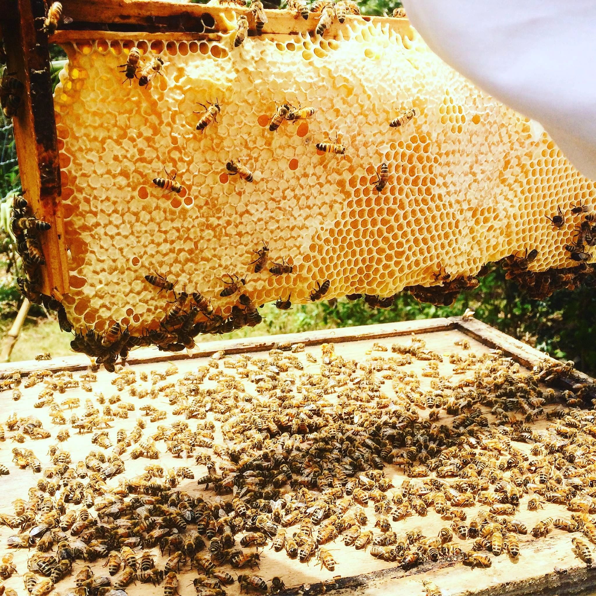 Bee Boys - Beekeeping, Beekeeping, Honey, Honeycomb