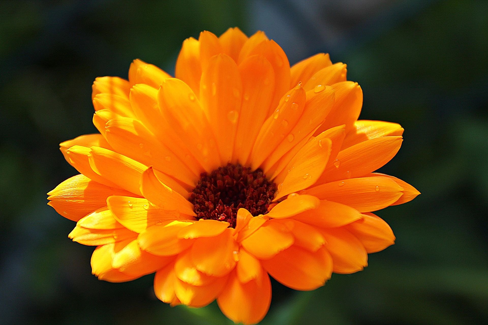 Flower Power: The Many Benefits of Calendula