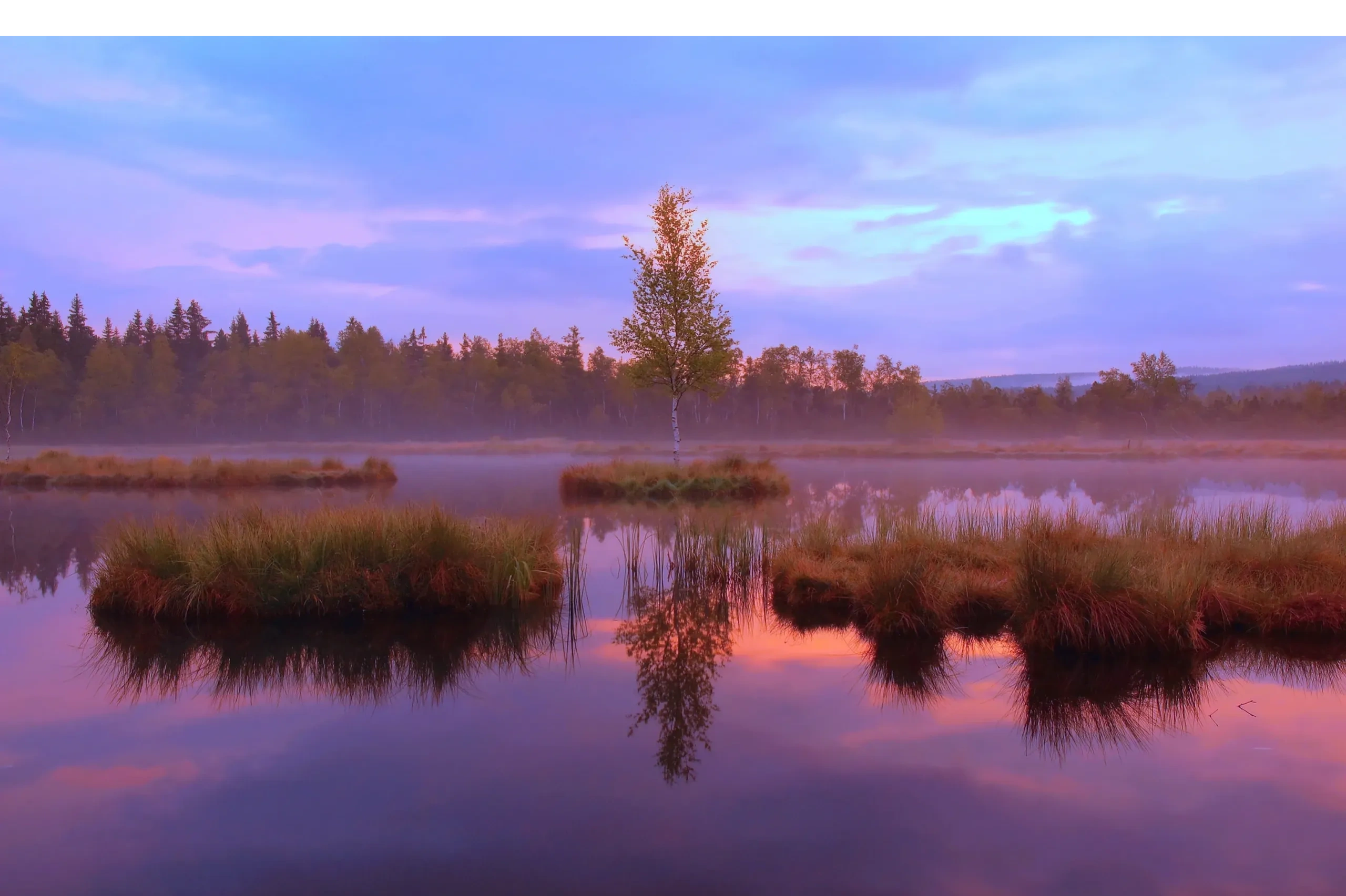 Fractional COO | Chief Problem Solving Officer | Larch Legacy