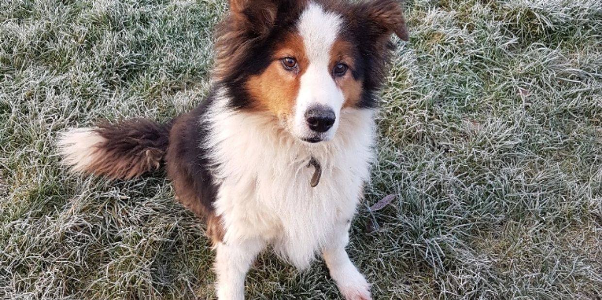 Jack Parrot Small Pet Boarding - Pet Boarding, Bird Boarding