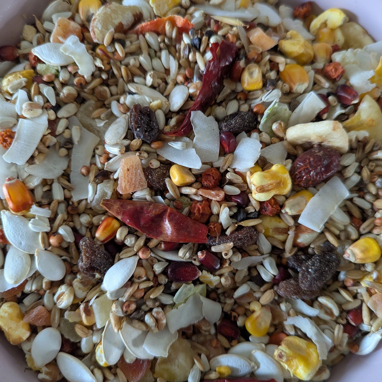 Jack Parrot Small Pet Boarding - Pet Boarding, Bird Boarding