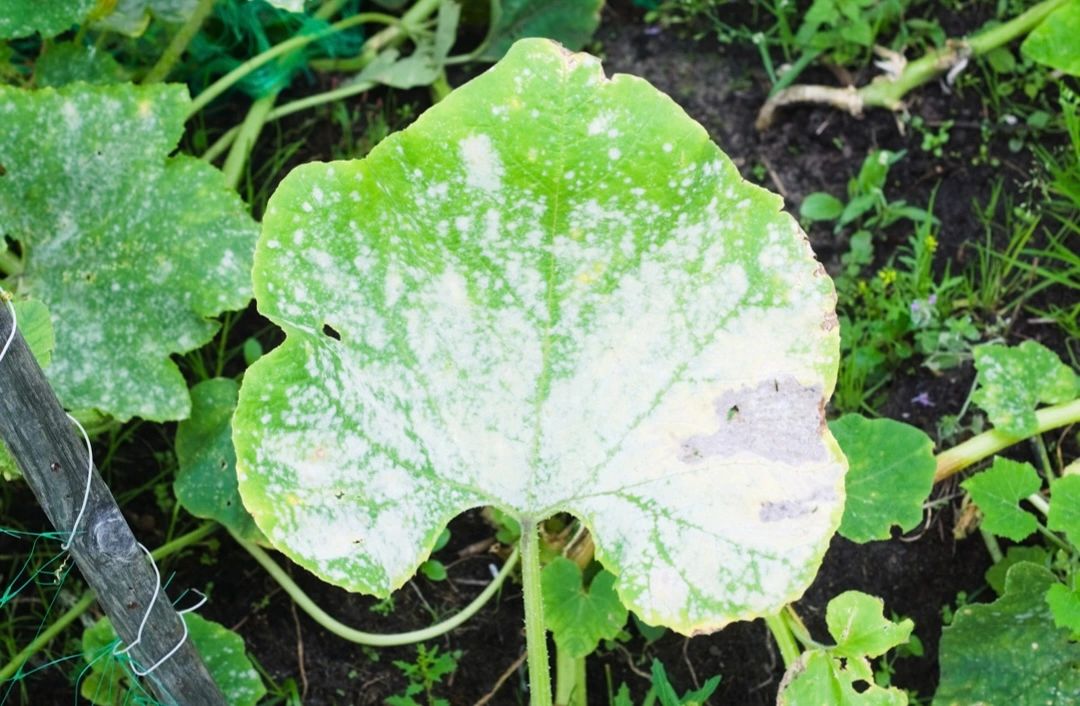 How to Manage Powdery Mildew