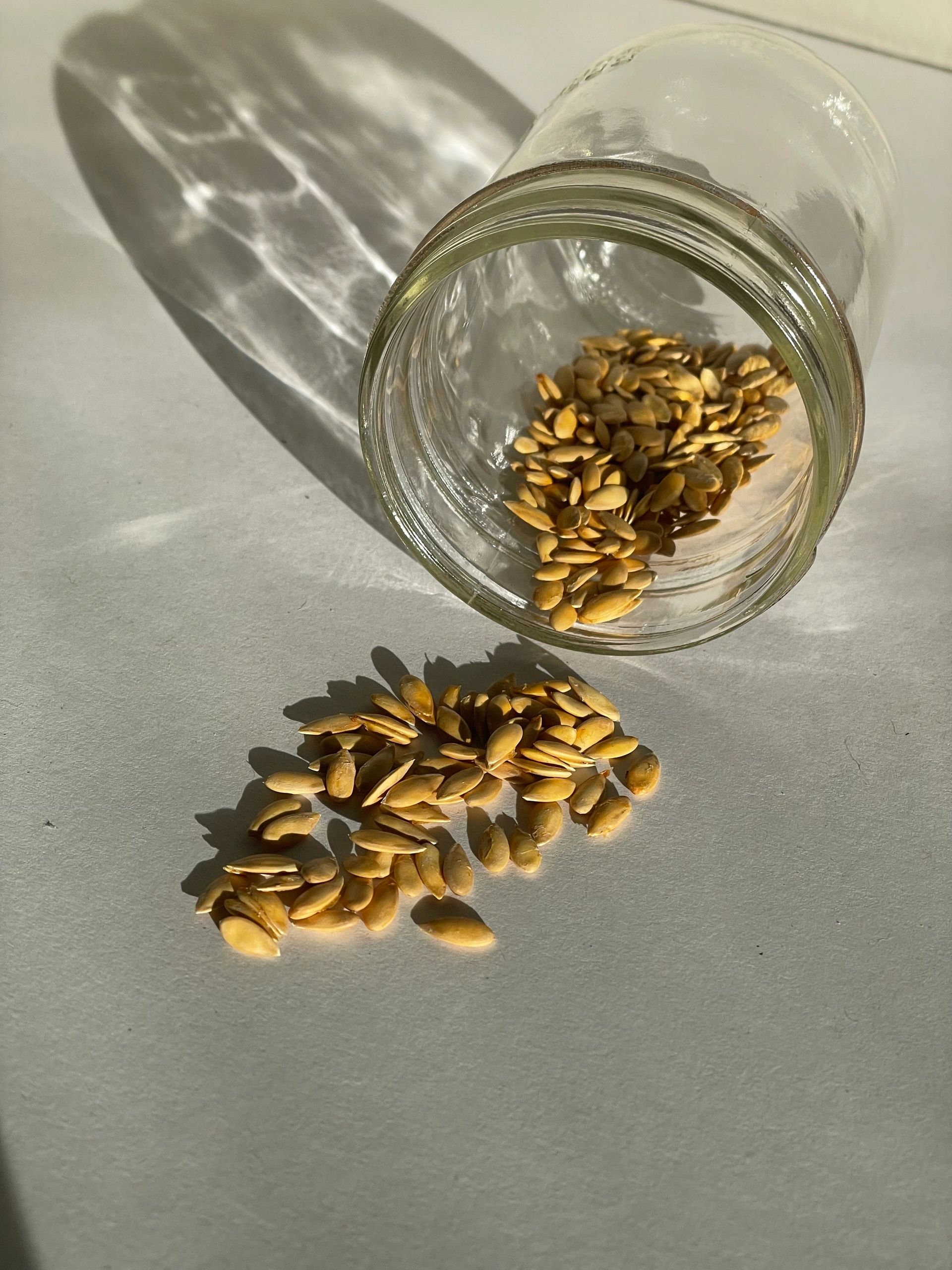 3 Considerations for Germinating Seeds