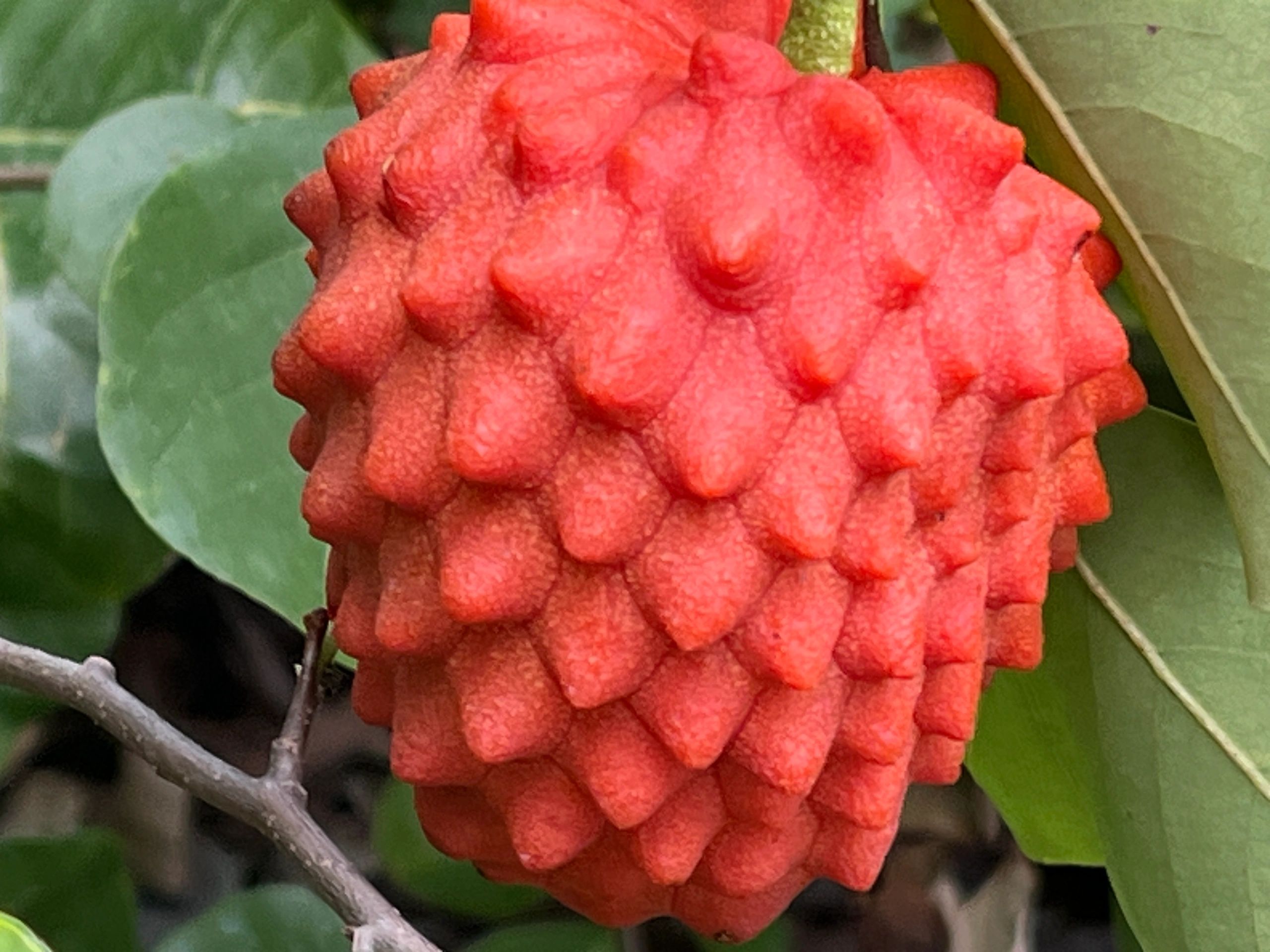 Rare Fruit Trees for Sale Online - Exotic Fruit Plants