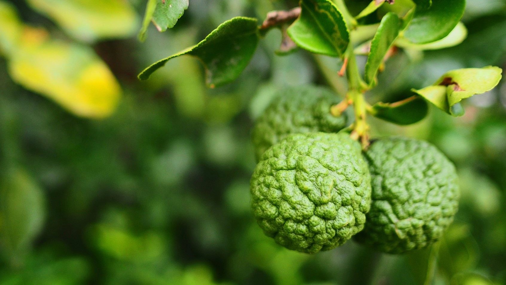 ¿YA CONOCES LA BERGAMOTA?