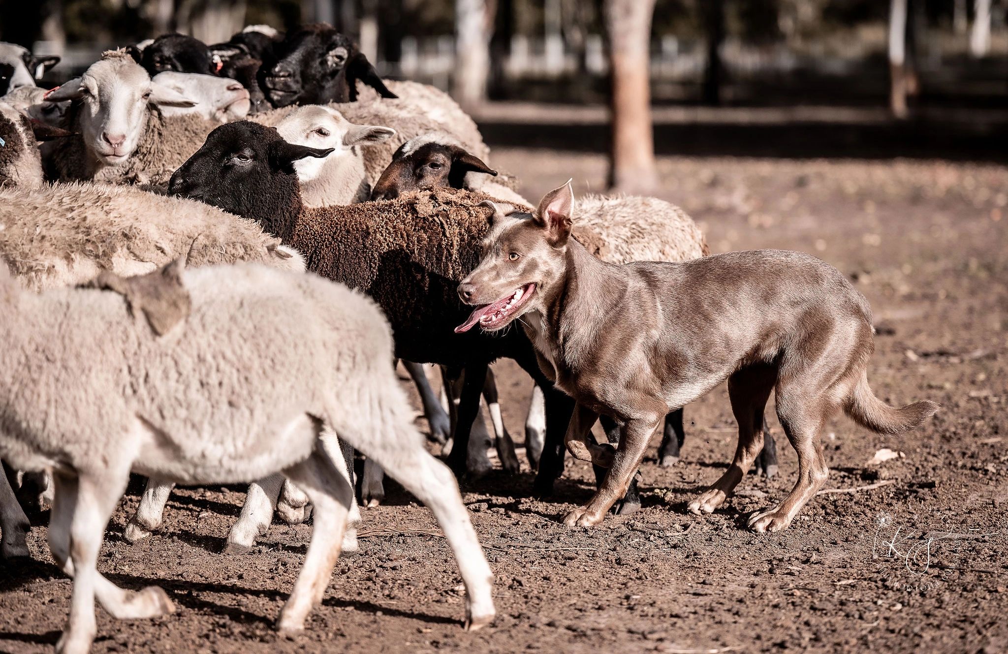 Private Sheep Herding Session (DECEMBER 2024)
