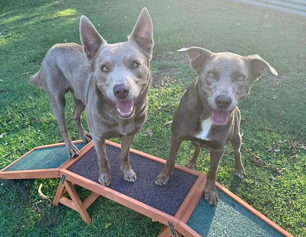 Working Breed Adult Dog Socialisation Session