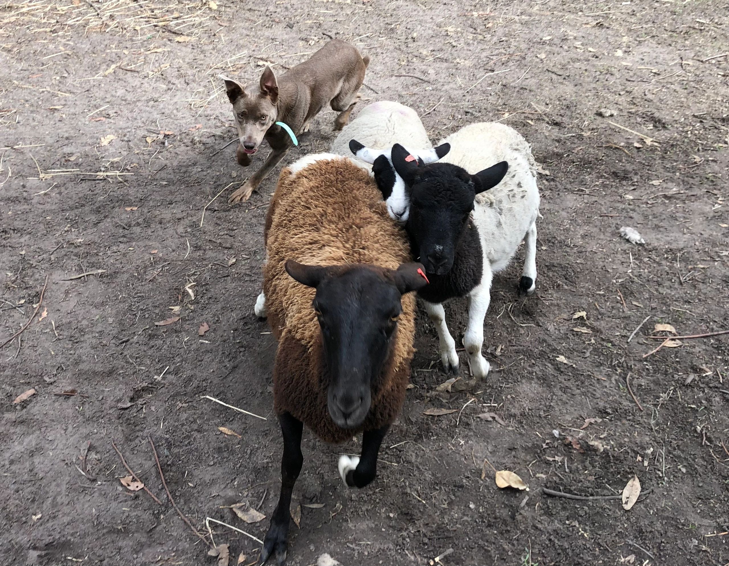 Private Herding Session