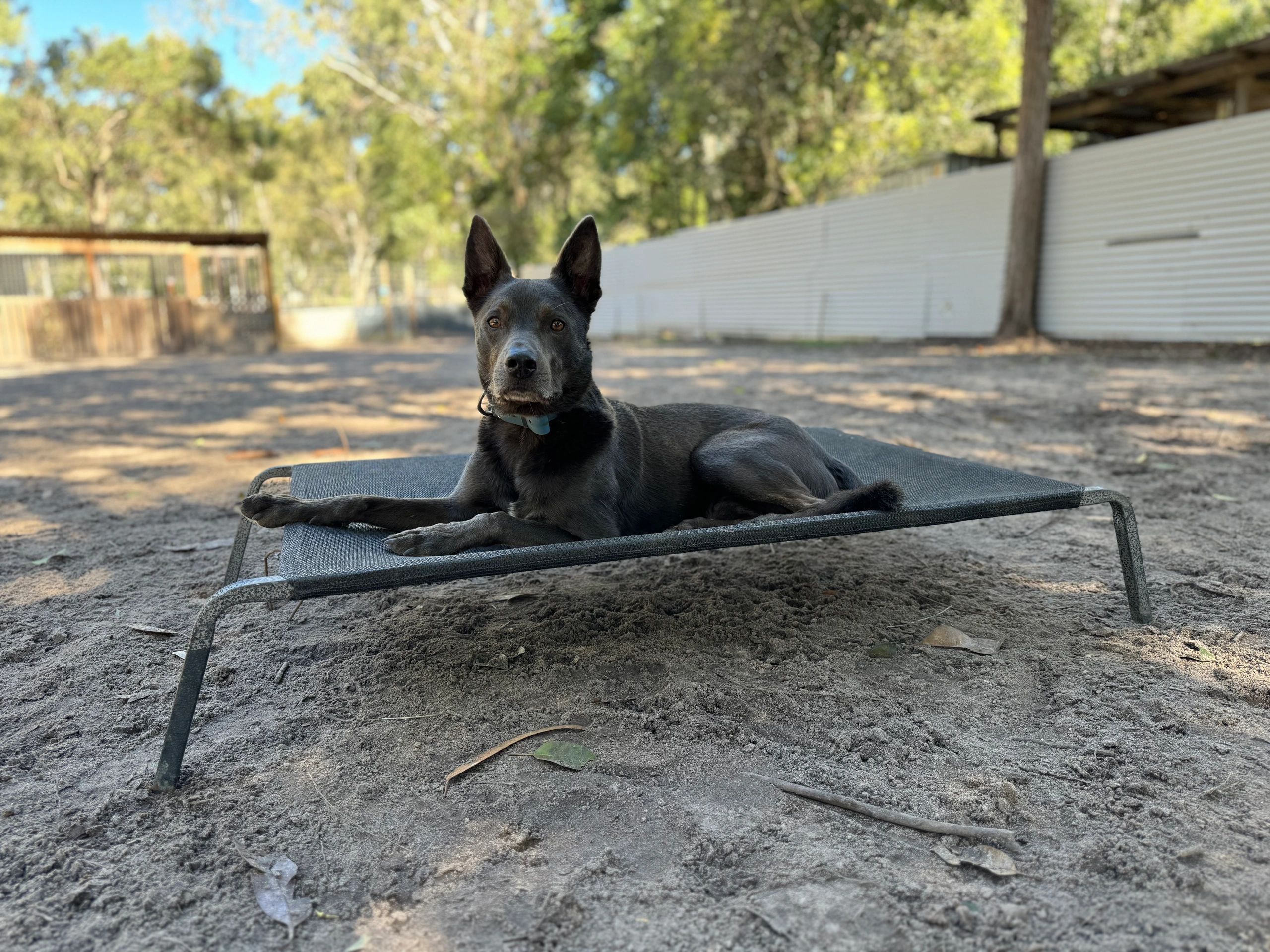 “Crazy to Calm” Course ($220 for 3 x 1-hour classes)