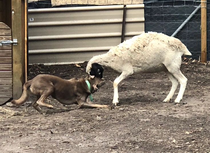 Private Herding Session (December 2023)