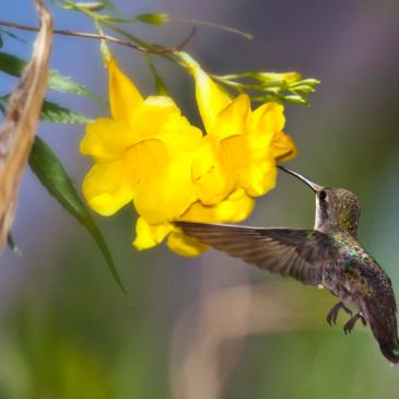 Hummingbird Blood... really?