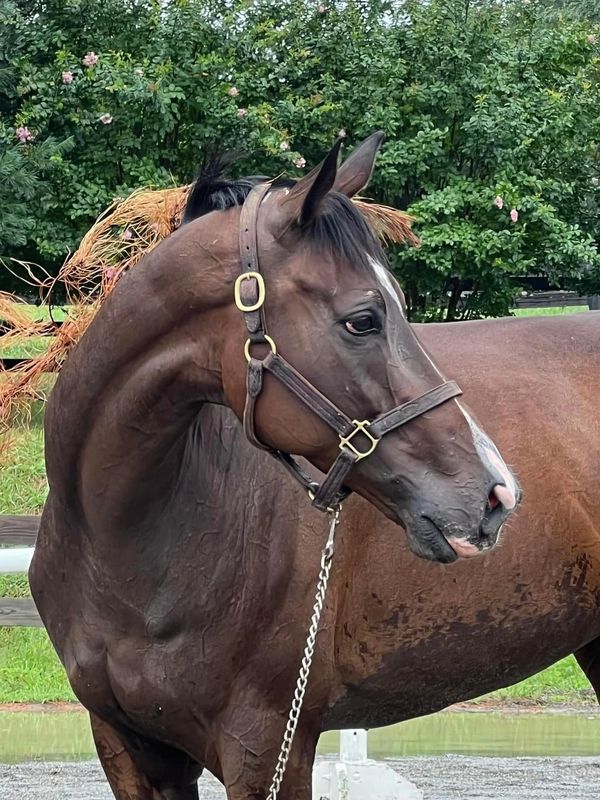 Renzulli Restart Horses | Ballyclarefarmofftrackthoroughbreds