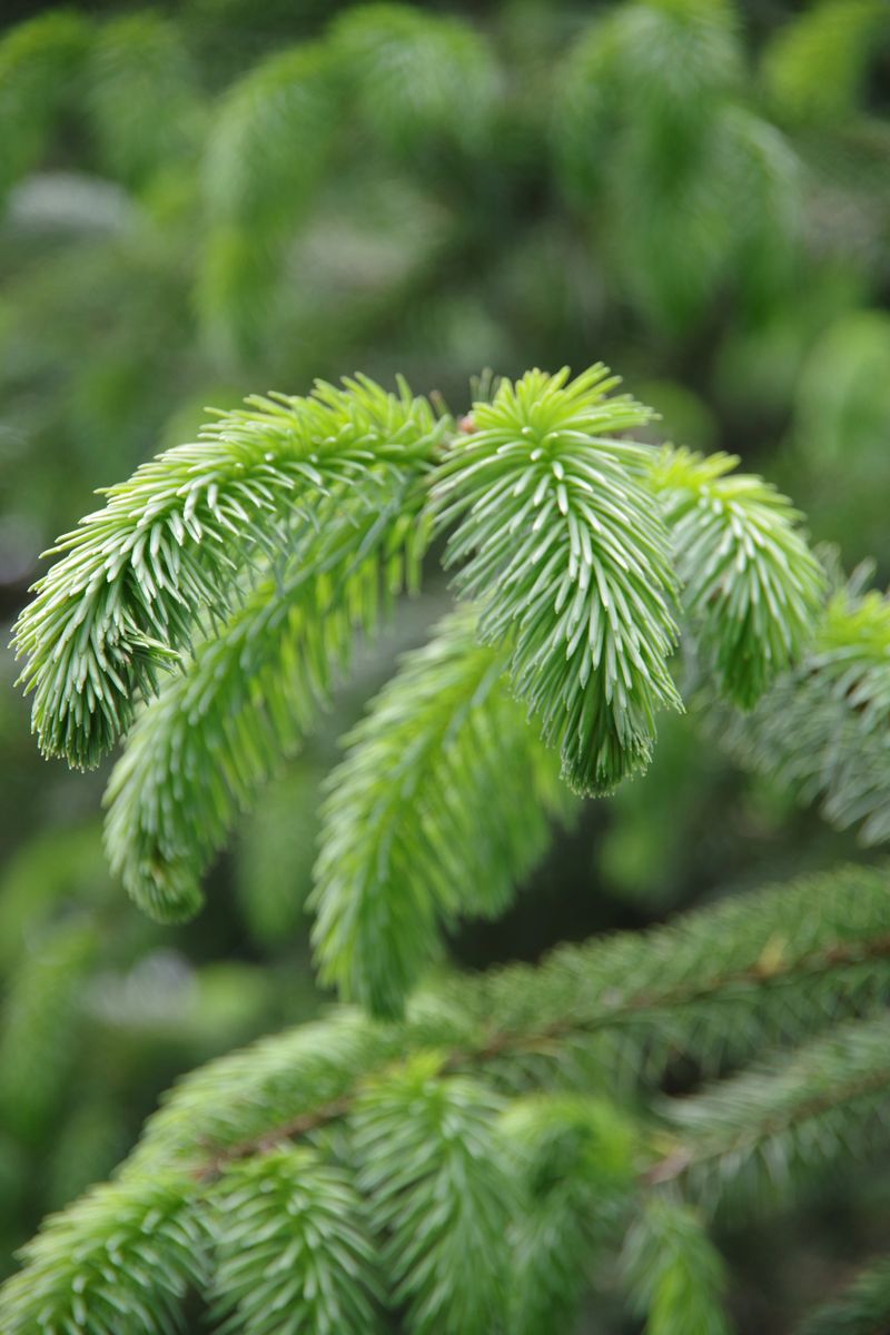 5 LB Package - Spruce Tips