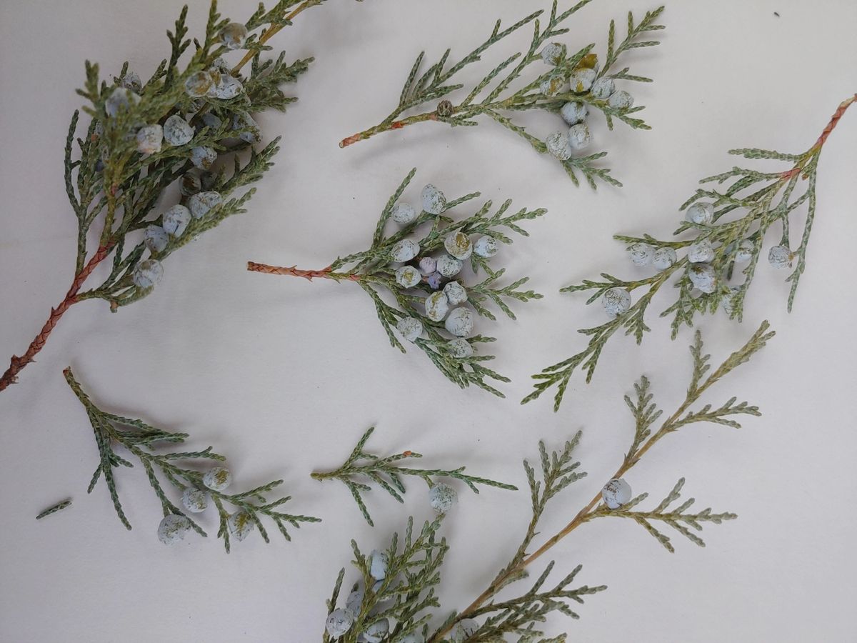 Juniper Berries & Needles (Leaves)