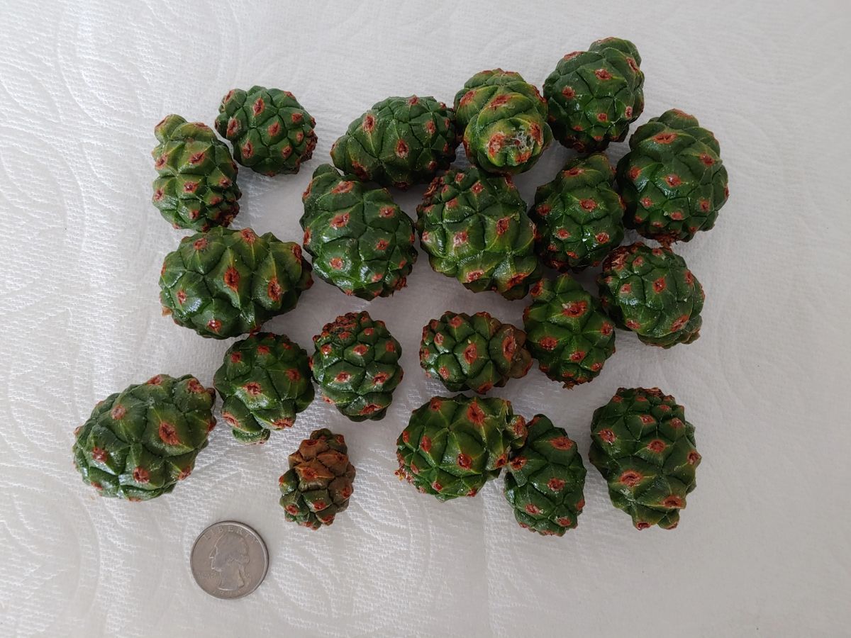 8oz Green Piñon Pine Cones