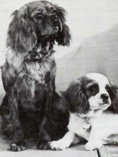 About the Breed