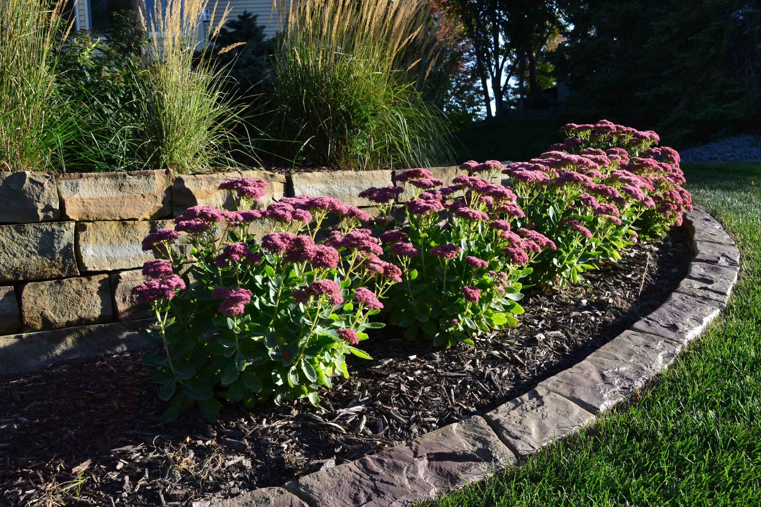 Professional Landscaping Services