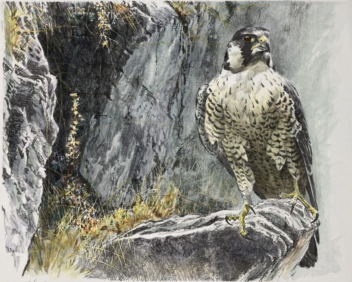Peregrine Falcon (Hand Coloured) by Robert Bateman