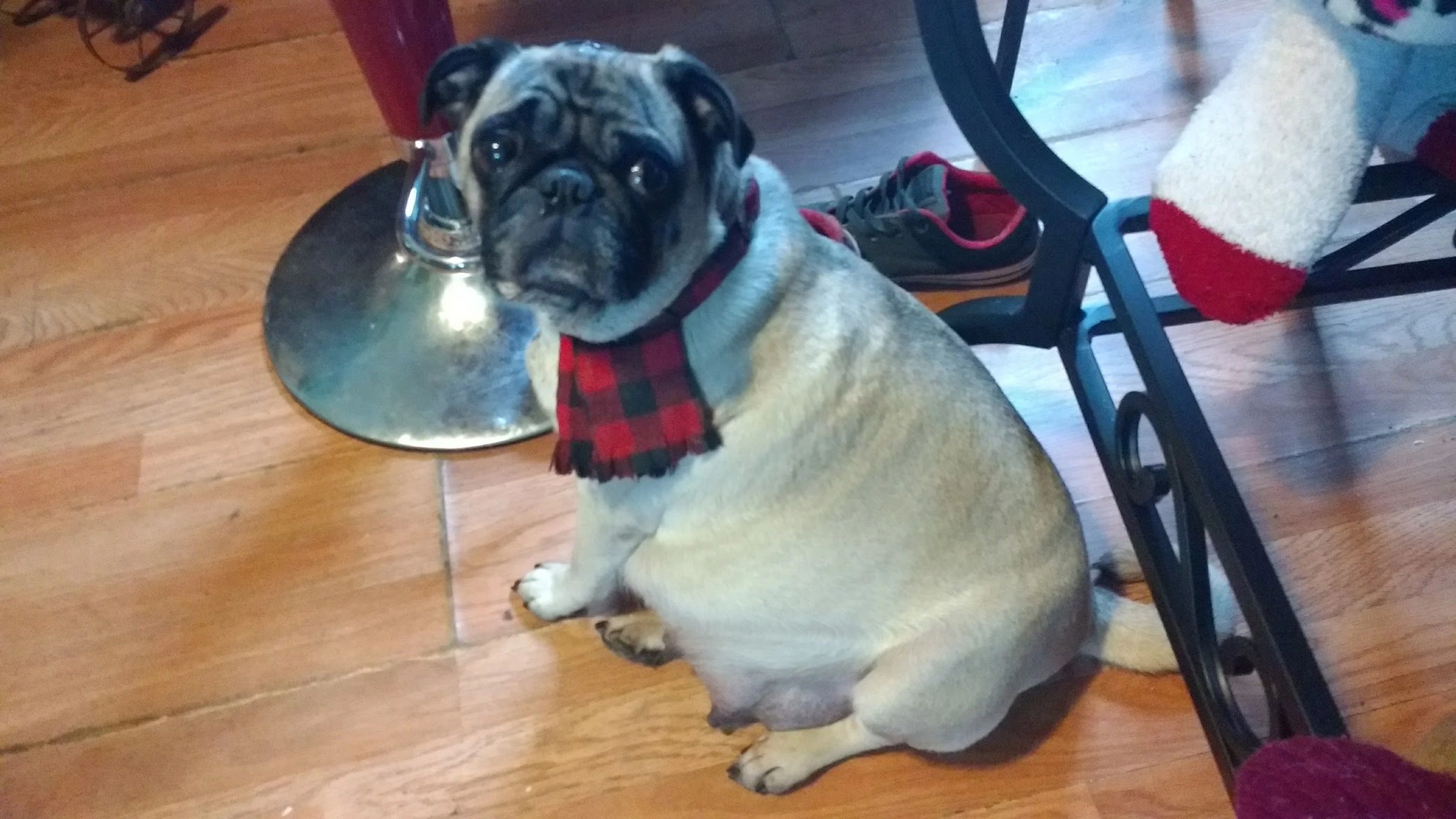 Did you know there are two types of PUG Ear shapes?