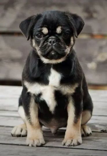 Pugs - Paschey Pug Puppies