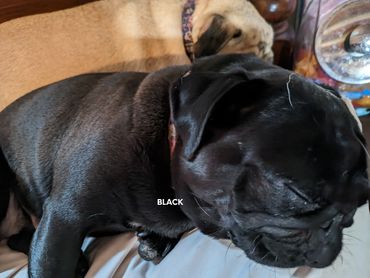 Pugs - Paschey Pug Puppies