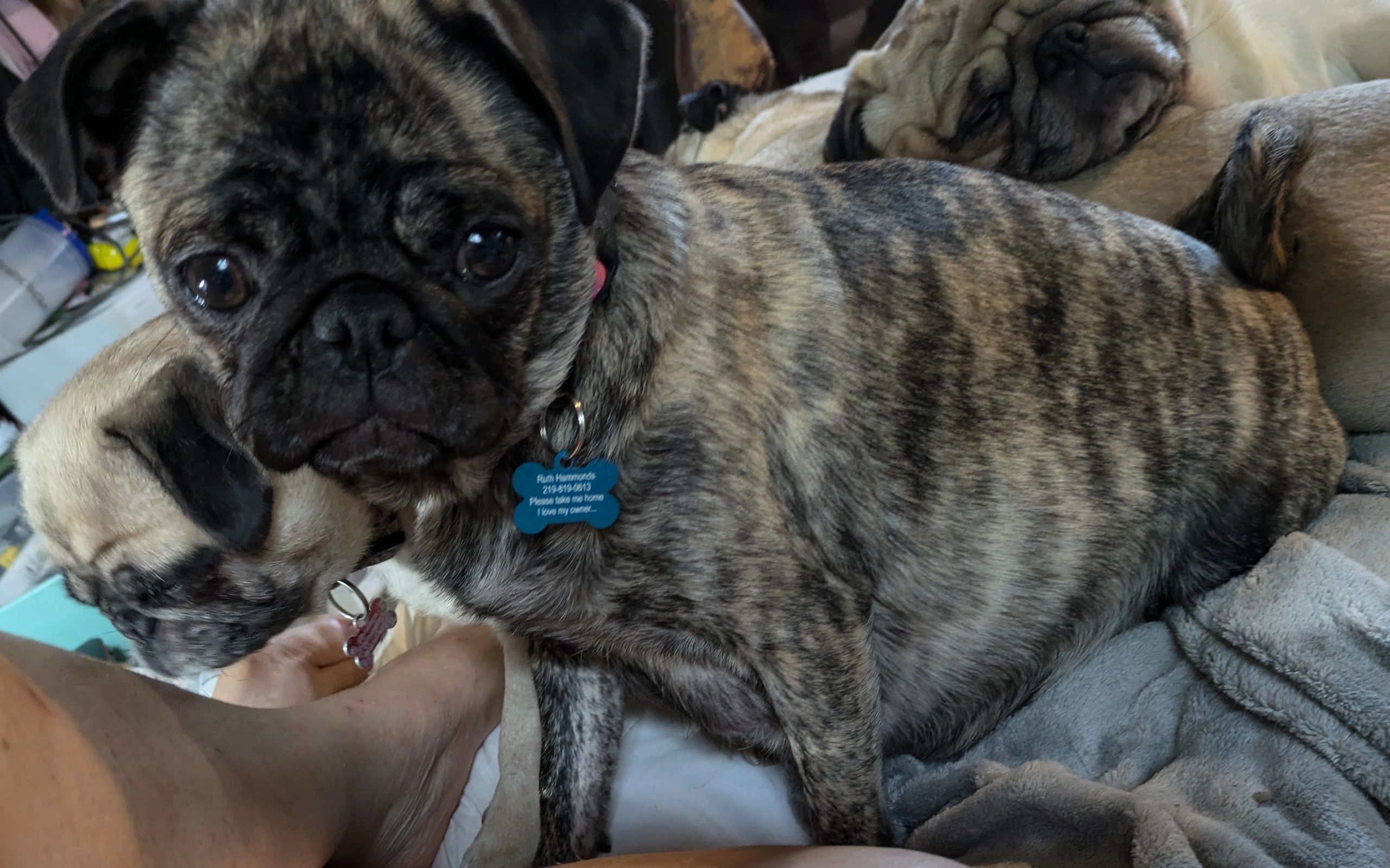 Pugs - Paschey Pug Puppies