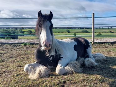 Meet The Horses | Higher Farm Equine Ltd