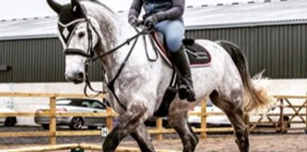 Book Now | Higher Farm Equine Ltd