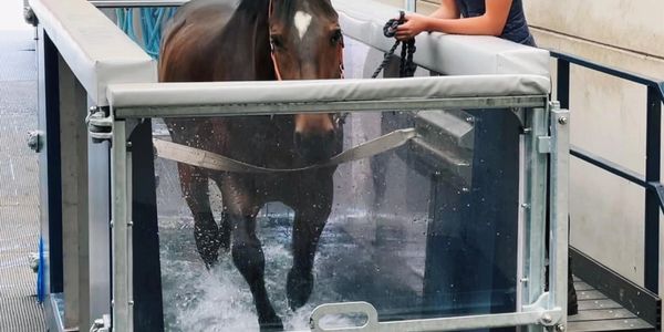 Higher Farm Equine Ltd