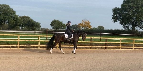 Higher Farm Equine Ltd