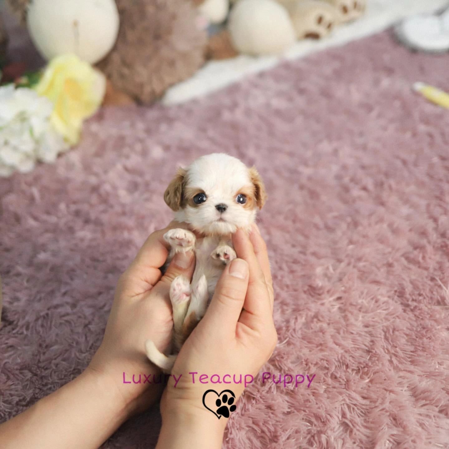 Luxuryteacuppuppy - online